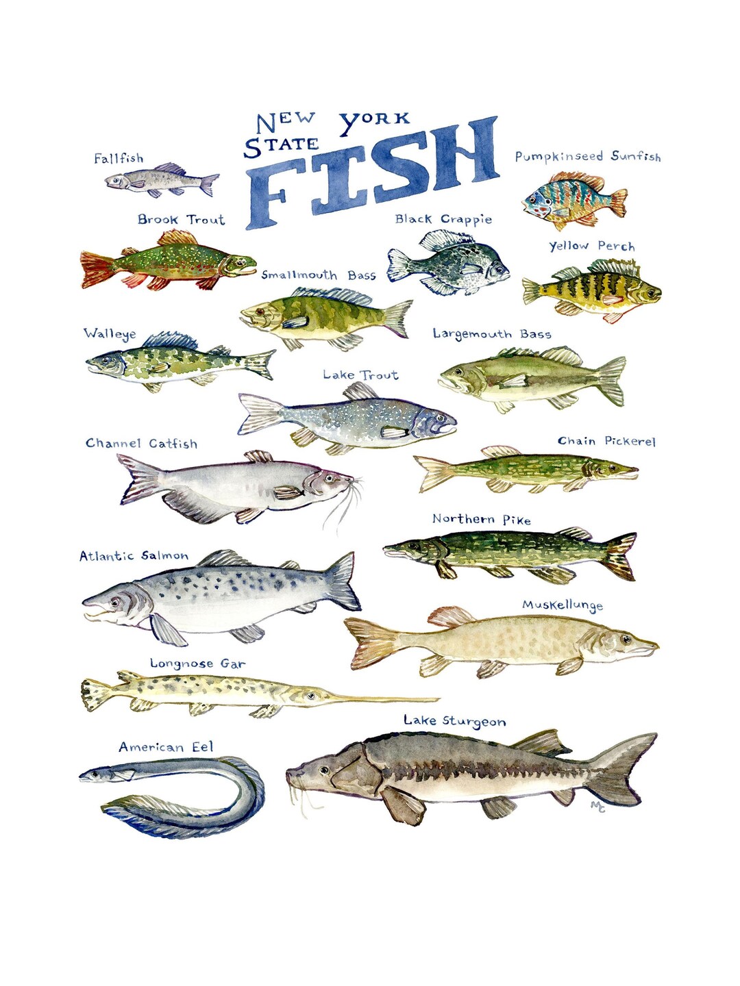 New York State Fish Watercolor Signed Archival Print // 9 X 12 Size ...