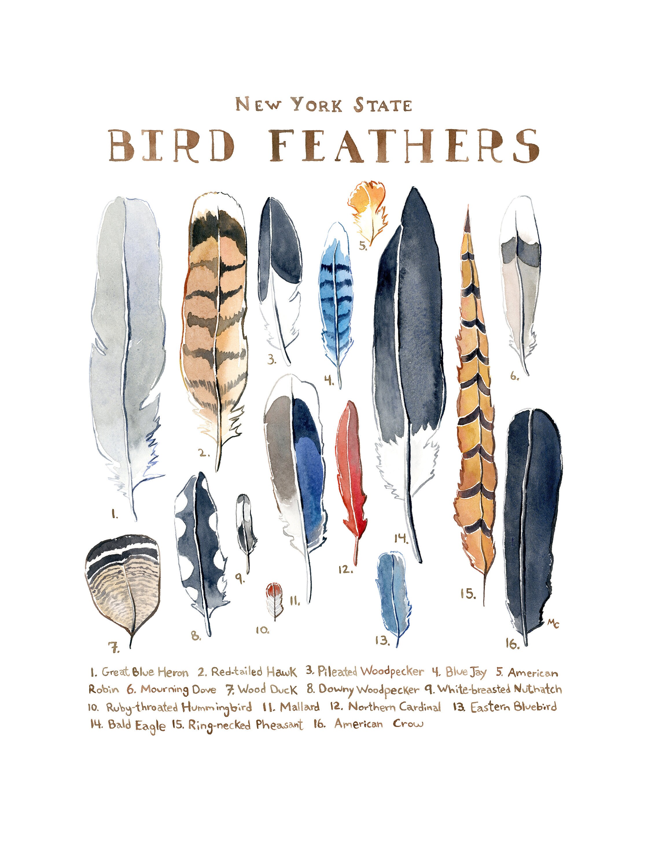 White Breasted Birds Feathers