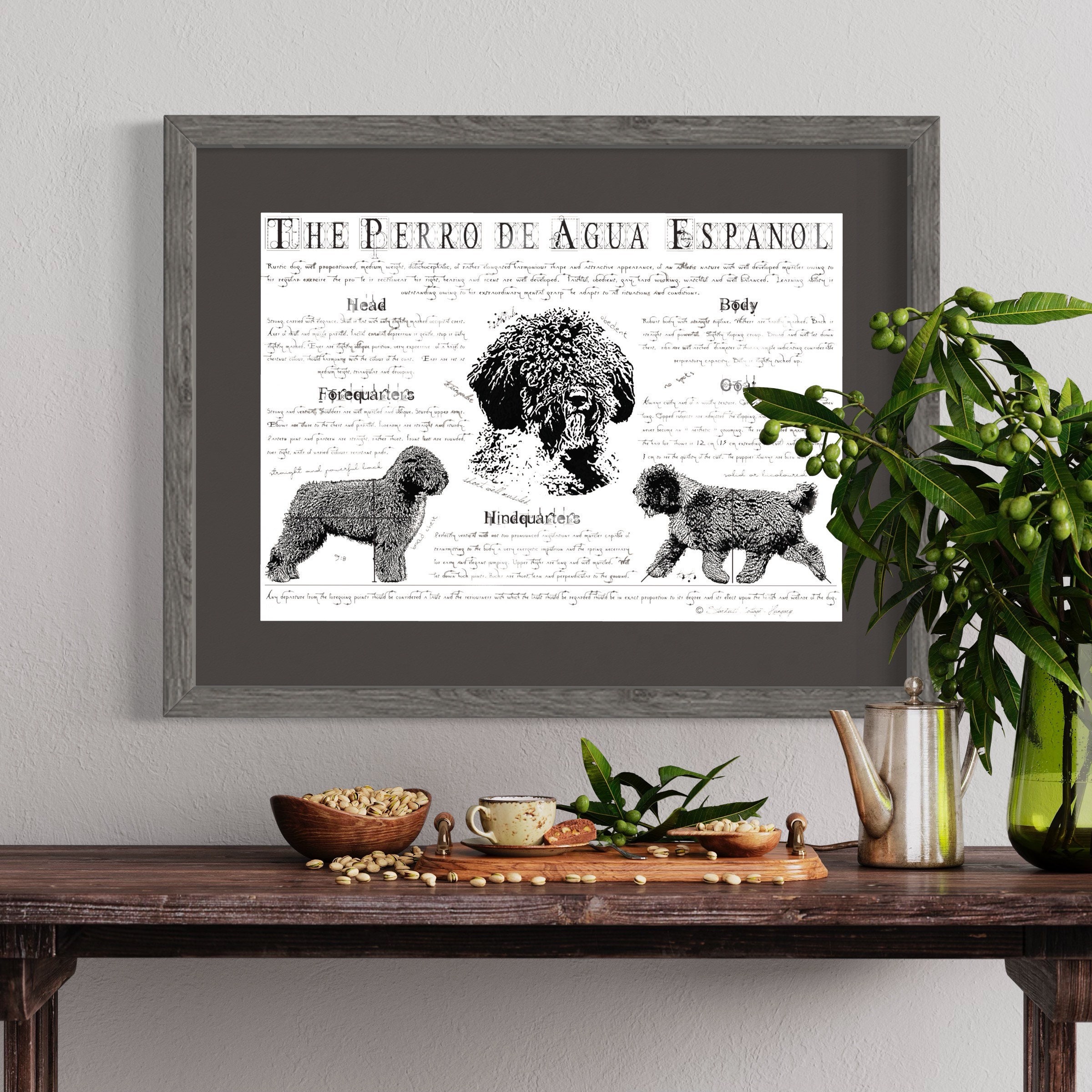 Perro De Aqua Breed Poster Perro De Aqua Print Antique Styled Dog Breed ...