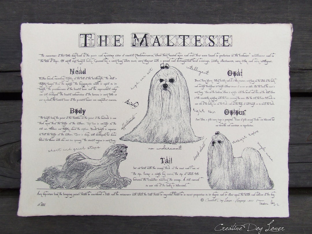 Antique Styled Dog Standard Maltese - Etsy