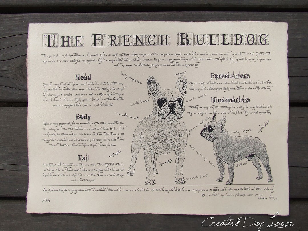 Vintage French Bulldog Anatomy Art Print: Antique Style Dog Poster - Etsy