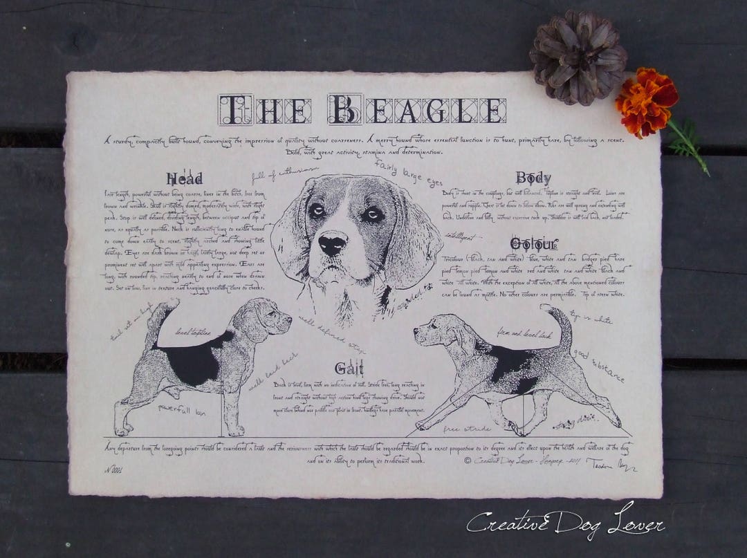 Antique Styled Dog Breed Poster Beagle Poster Vintage Beagle Print ...