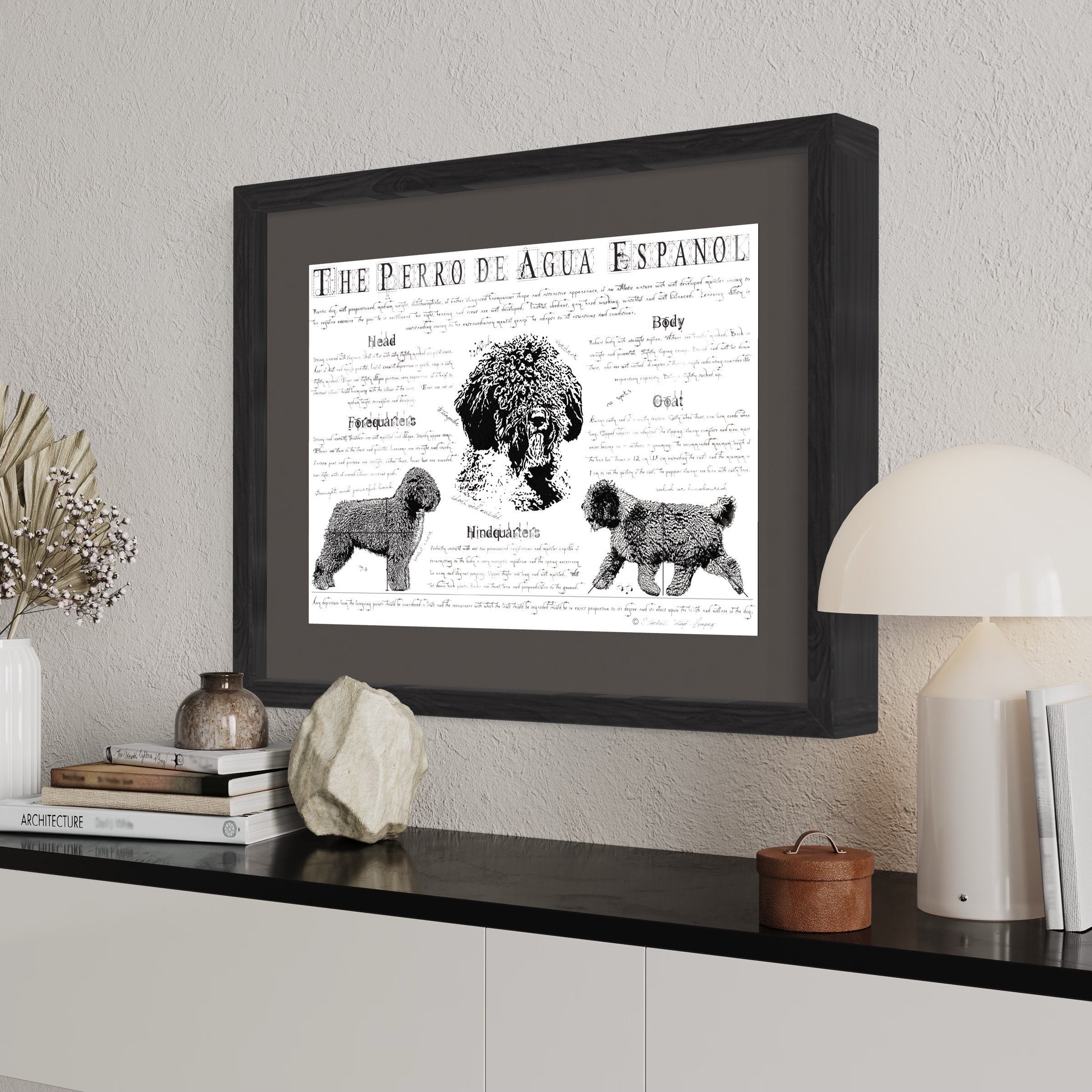 Perro De Aqua Breed Poster Perro De Aqua Print Antique Styled Dog Breed ...