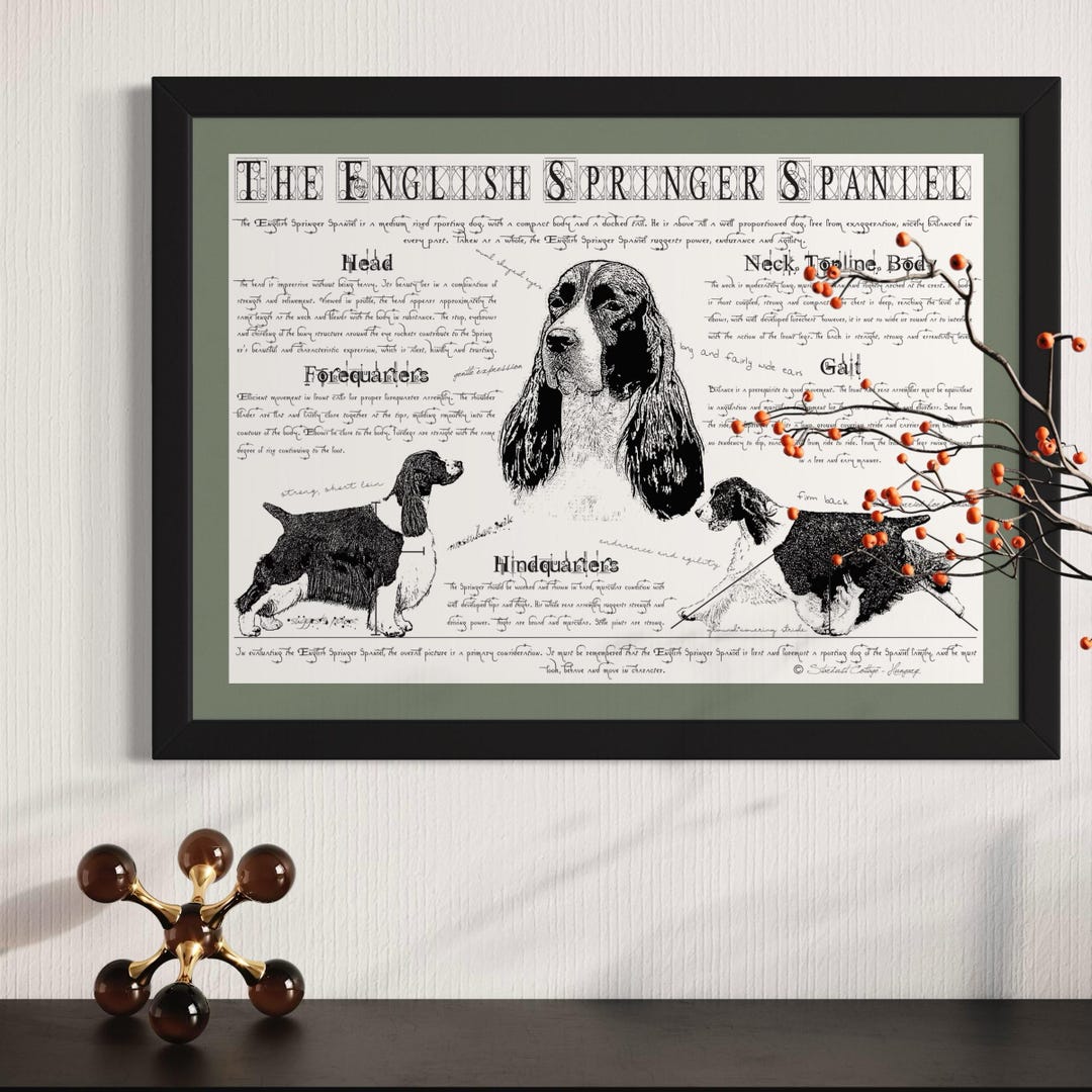 Vintage English Springer Spaniel Poster: Print in Antique Style Body ...