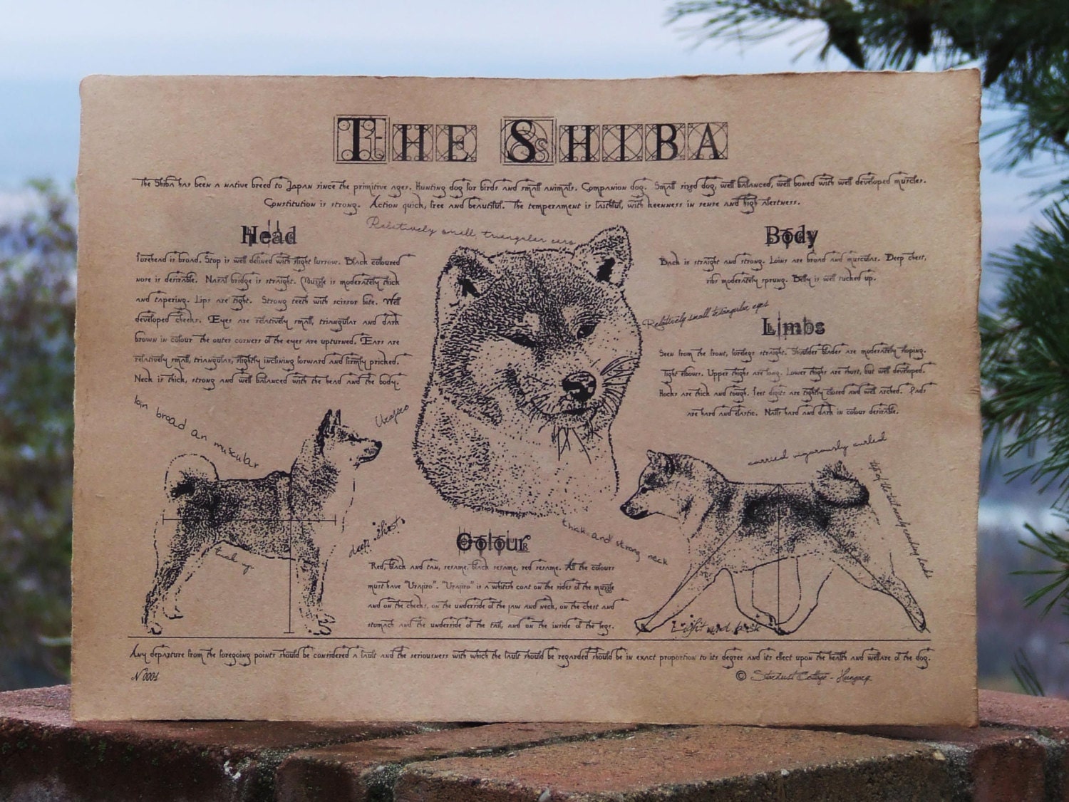 Antique Styled Dog Standard Shiba - Etsy
