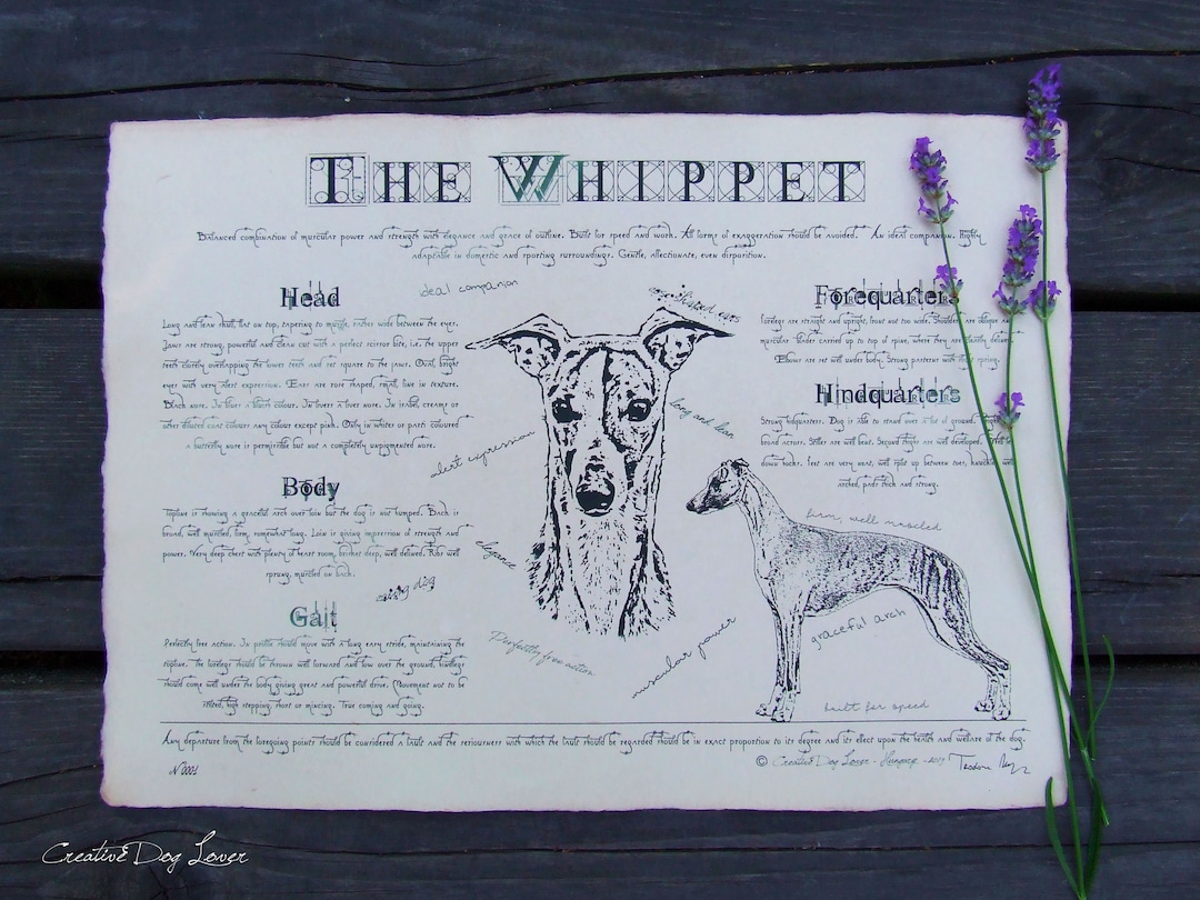 Vintage Whippet Poster: Dog Breed Standard Art Print in Antique Style ...
