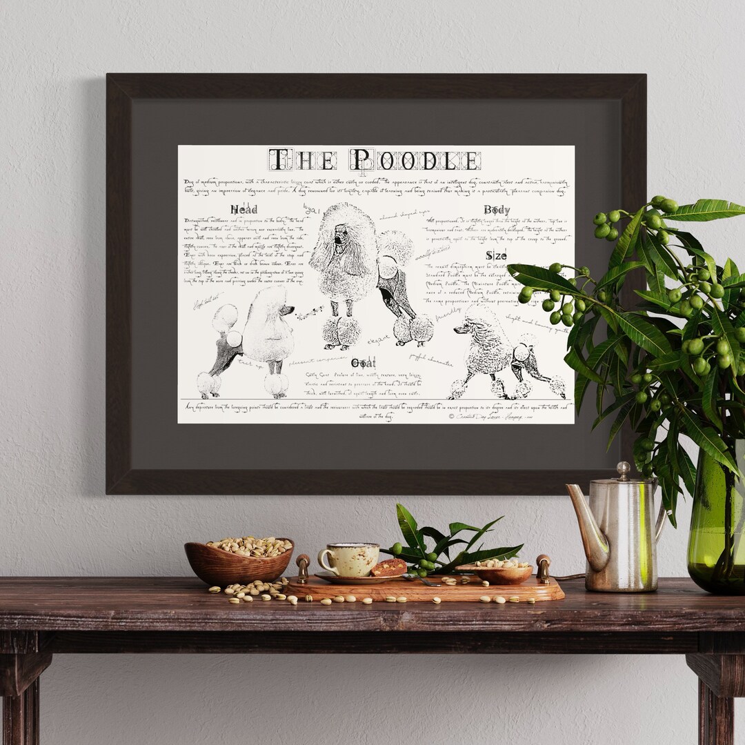 Poodle Breed Poster- Poodle Body Conformation - Poodle Print - Antique ...