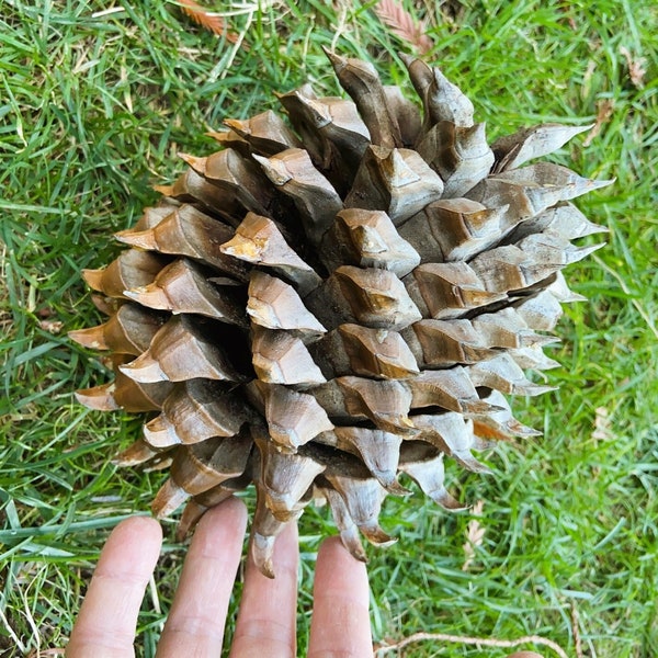 Large Pine Cones - Etsy