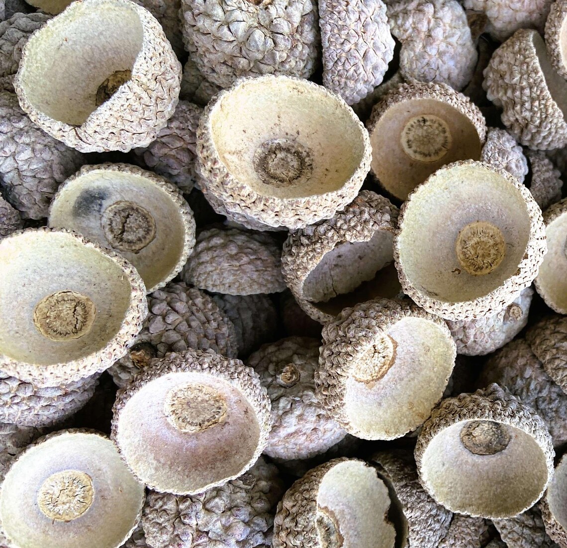 Extra Large Acorn Caps, Natural Acorn Crafts, Acorn Tops, Floating ...