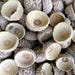 Extra Large Acorn Caps, Natural Acorn Crafts, Acorn Tops, Floating ...