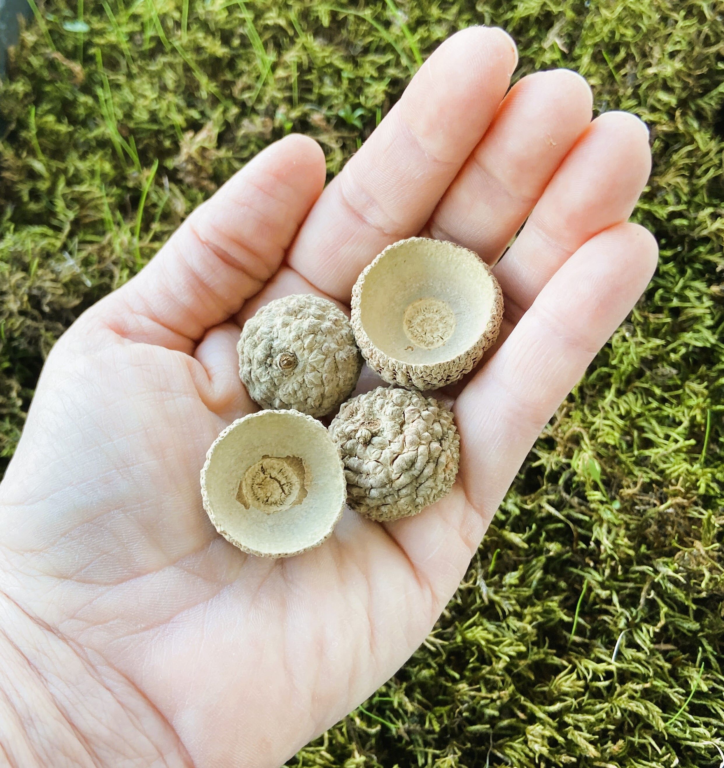 Extra Large Acorn Caps, Natural Acorn Crafts, Acorn Tops, Floating ...