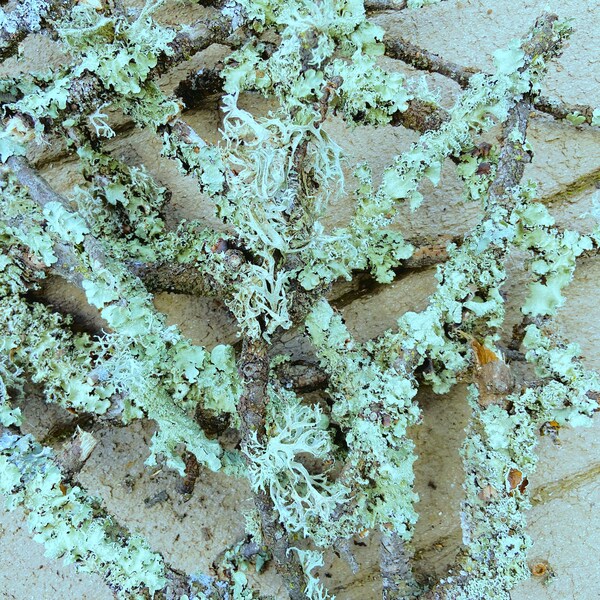 Lichen Terrarium - Etsy