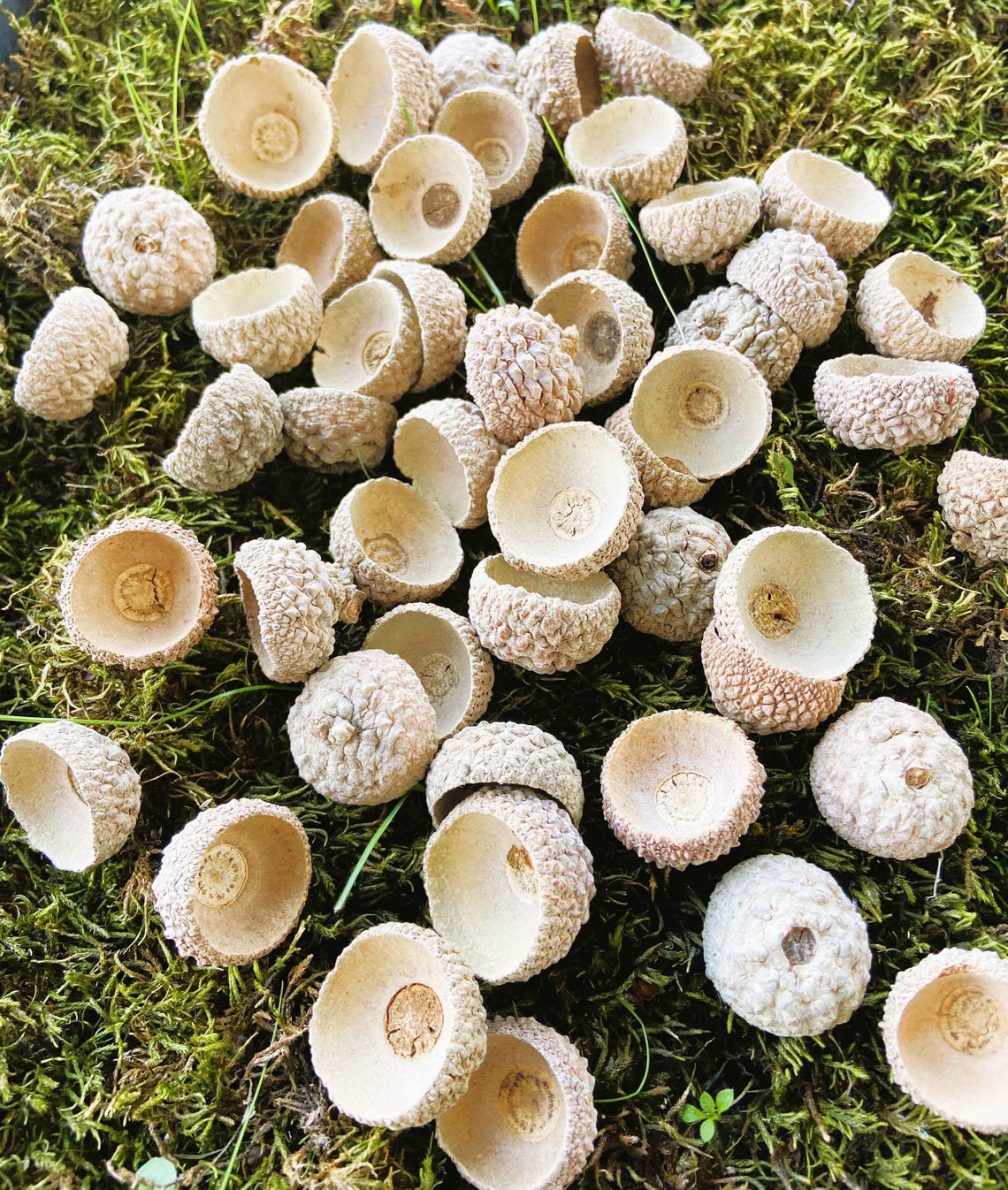 Extra Large Acorn Caps, Natural Acorn Crafts, Acorn Tops, Floating ...