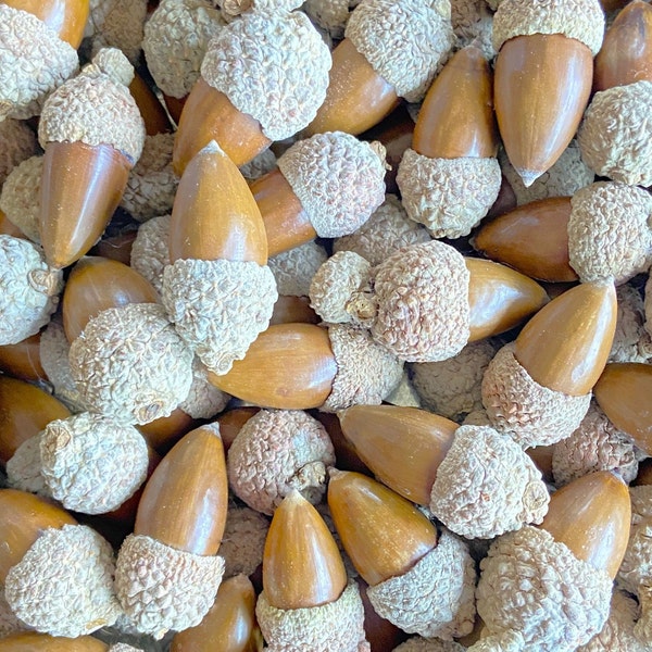 Acorn - Etsy