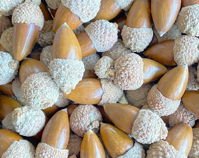 Natural Acorns With Caps, Crafting Acorns, Real Acorns, Ready-to-use ...