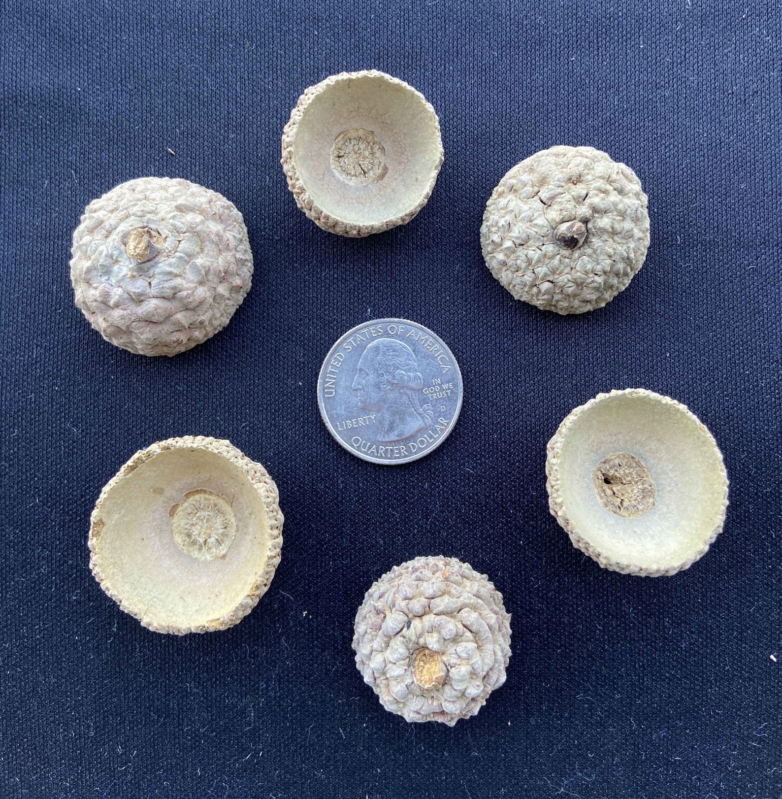 Extra Large Acorn Caps, Natural Acorn Crafts, Acorn Tops, Floating ...