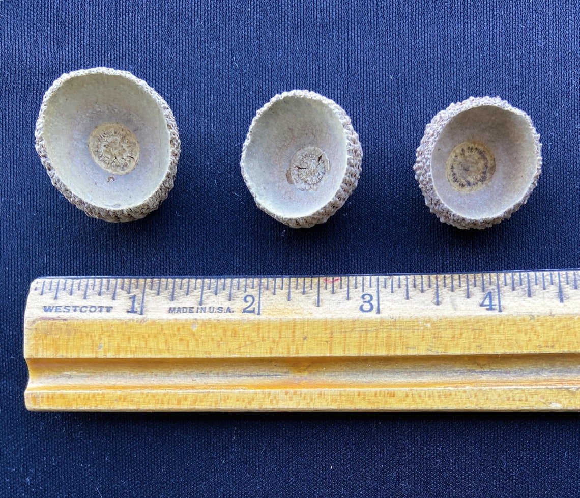 Extra Large Acorn Caps, Natural Acorn Crafts, Acorn Tops, Floating ...