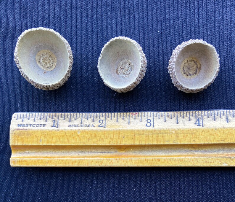 Extra Large Acorn Caps, Natural Acorn Crafts, Acorn Tops, Floating ...
