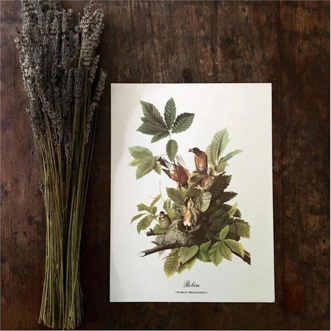 Vintage 1950's Audubon Robin Bird Print (turdus Migratorius) Lithograph ...