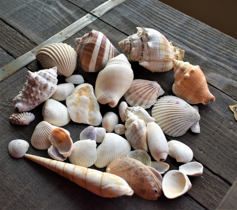 Old Seashells - Etsy