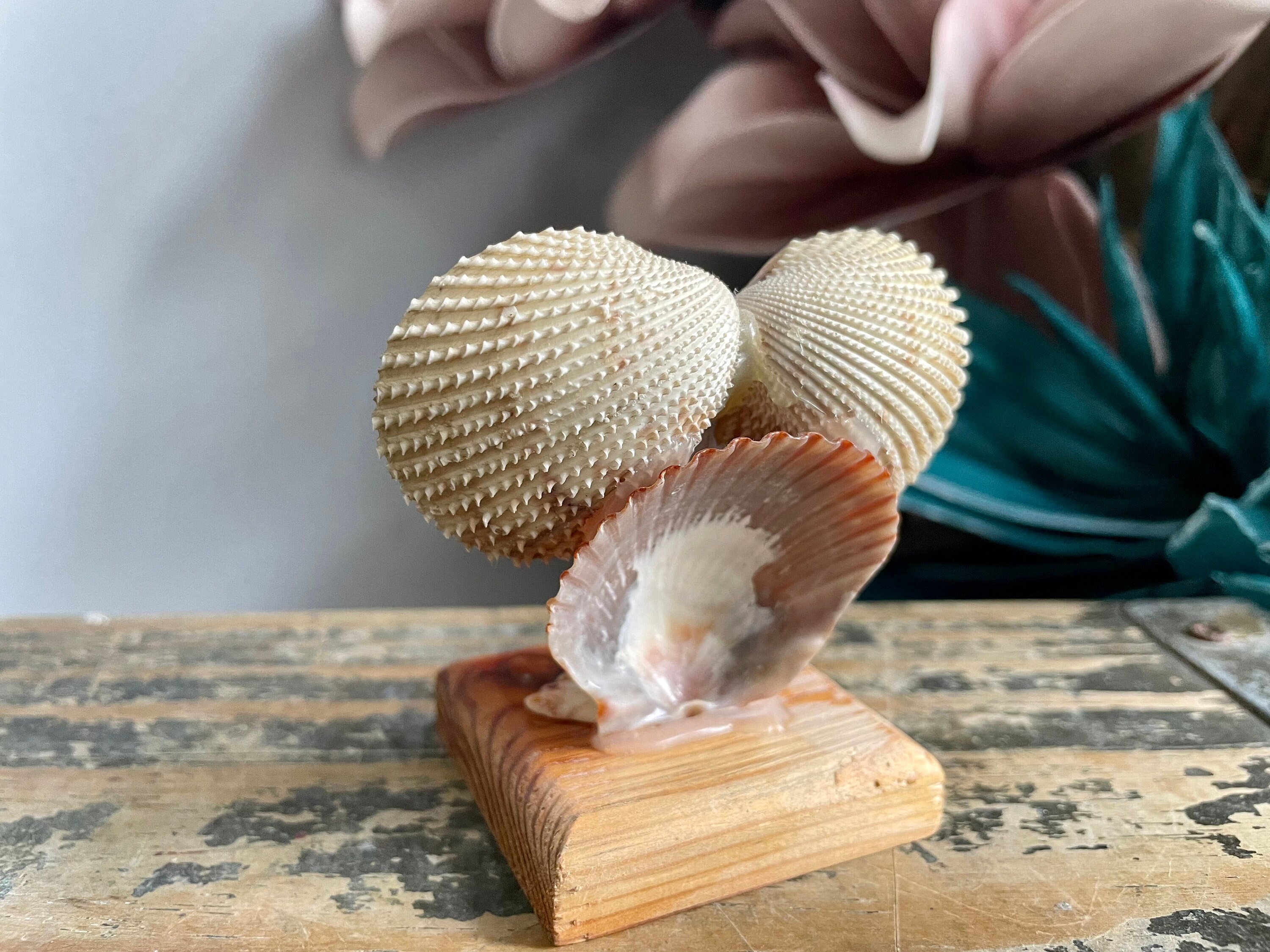 Owl Sea Shell Art - Etsy