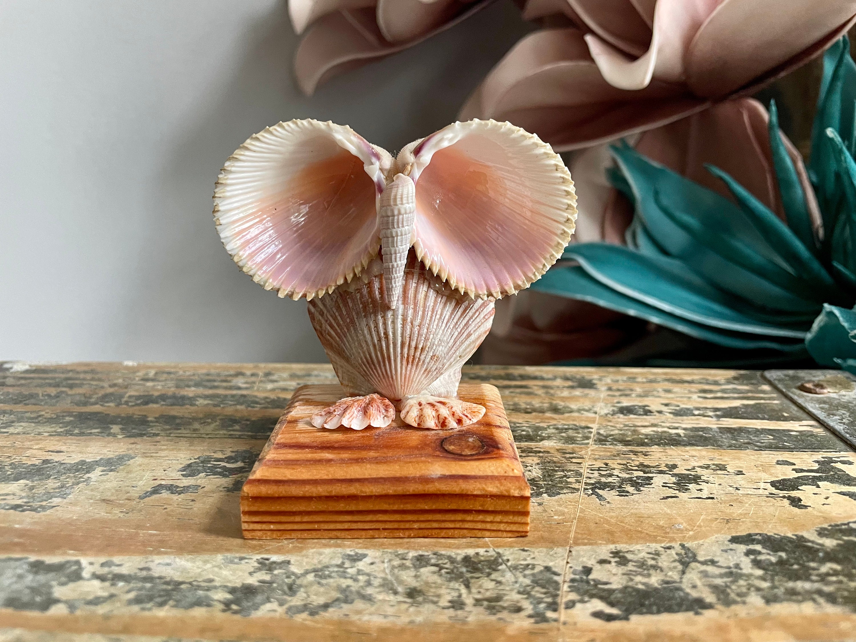 Owl Sea Shell Art - Etsy