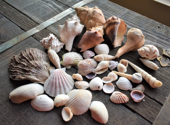 Extra Small Seashell Assorted Ocean Mix Cup 65-75, 47% OFF