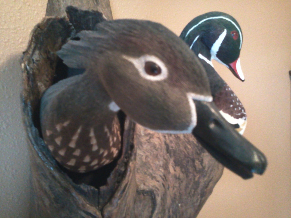 Bass Wood Carving of Nesting Wood Duck Pair - Etsy