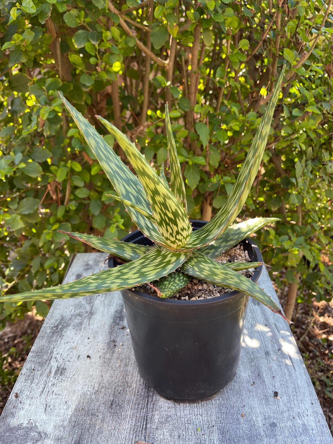 Aloe Hemmingii: Lime Green Spotted Succulent (1 Gallon Pot) - Etsy