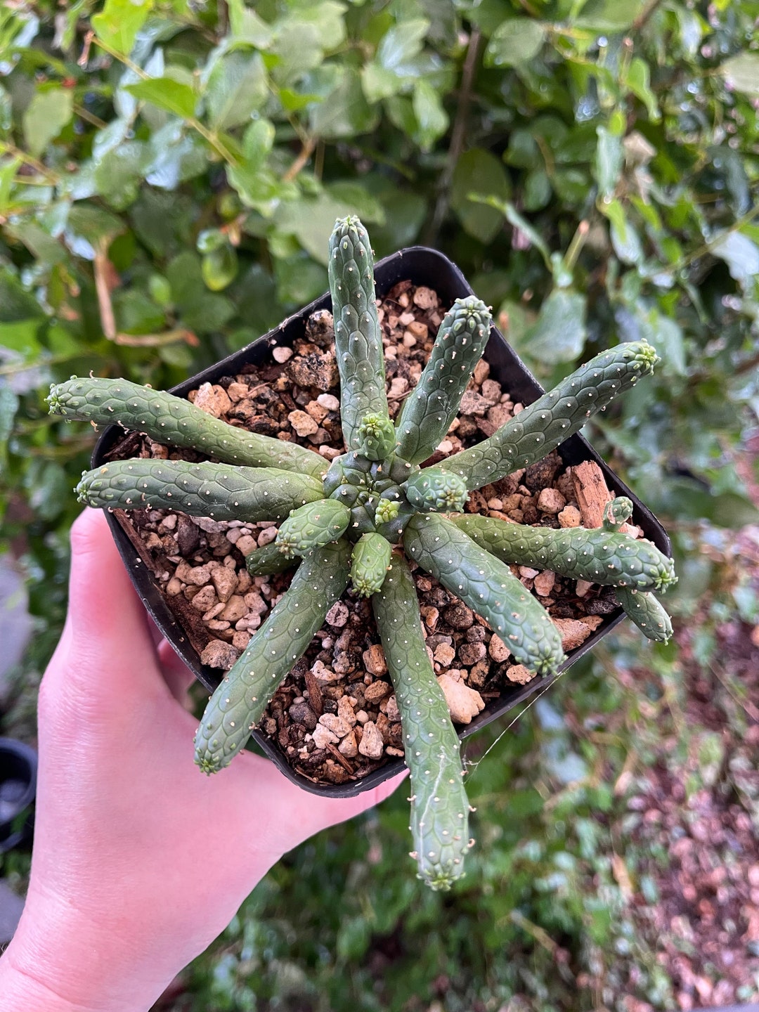 Euphorbia Esculenta Inhermis - Etsy