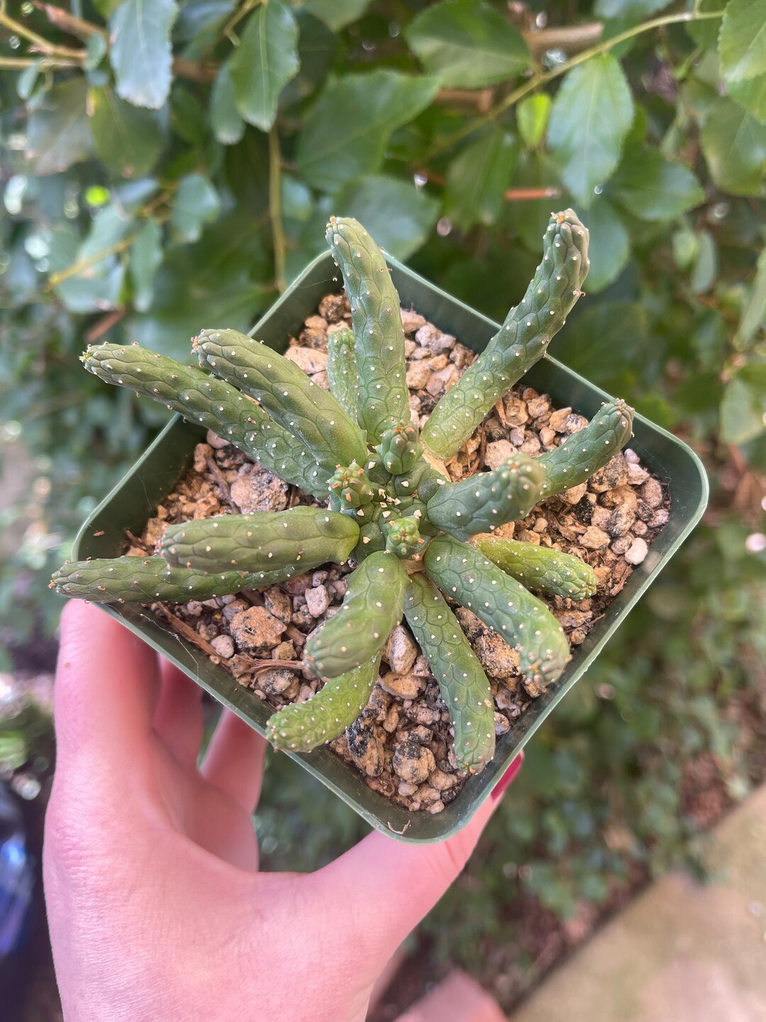Euphorbia Esculenta Inhermis - Etsy