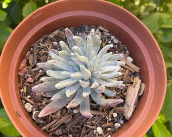 Rare Dudleya Edulis 5 Heads Live Rooted, Get 2 Free Succulents. - Etsy