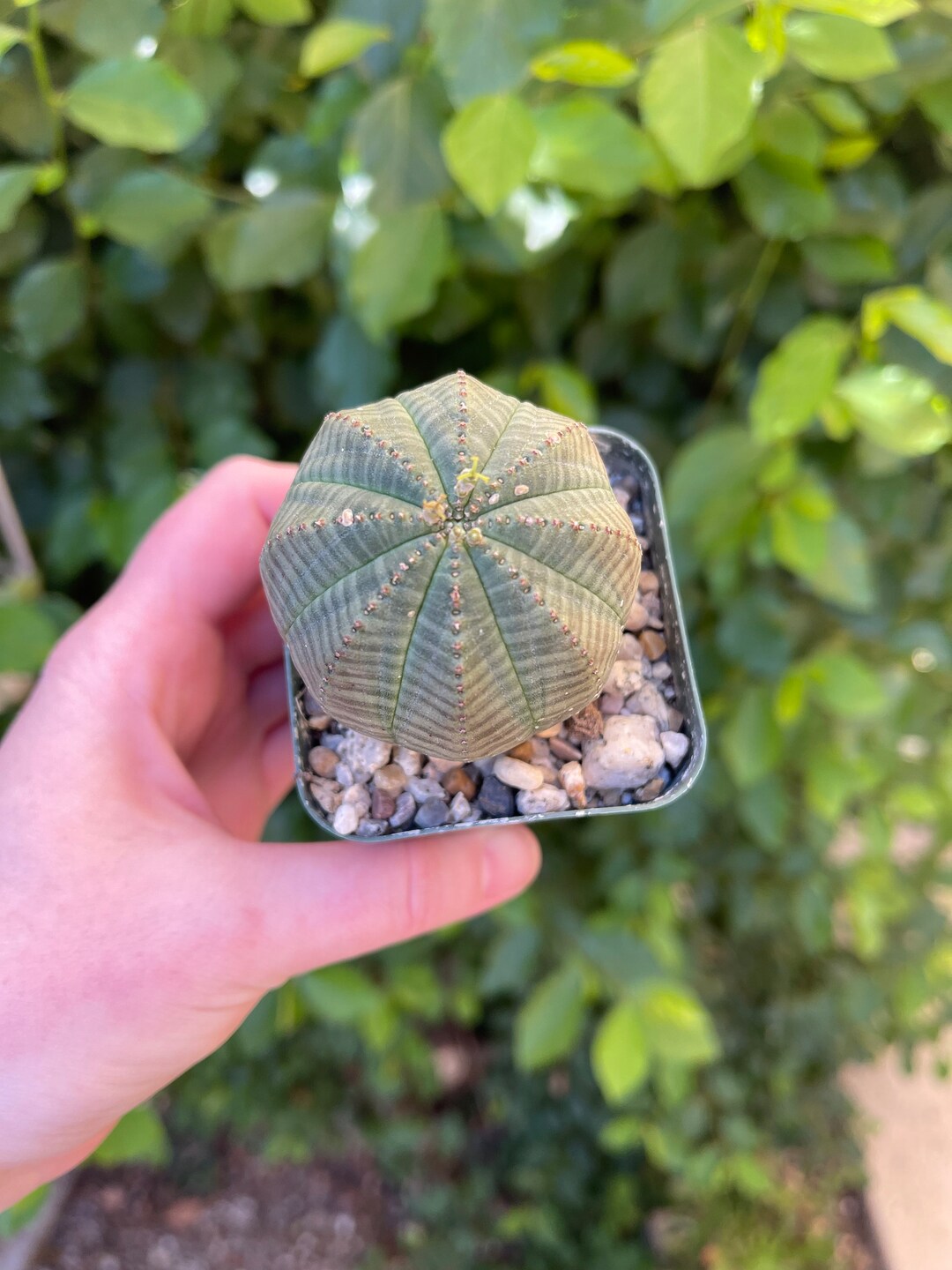 Euphorbia Obesa - Etsy