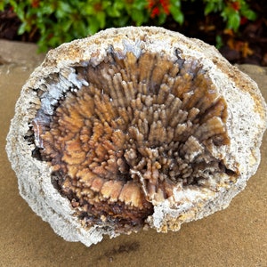 Agatized Coral Geode Specimen 5-17-9-24 - Etsy