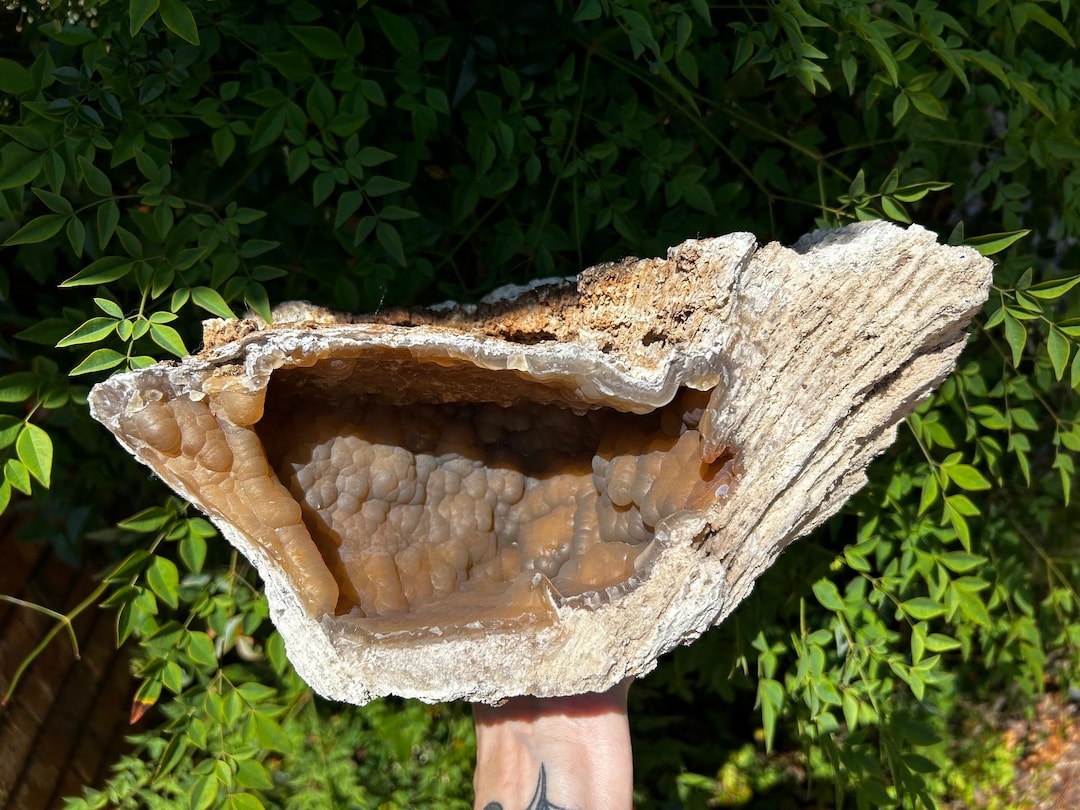 Agatized Coral Botryoidal Geode 5-25-7-24 - Etsy