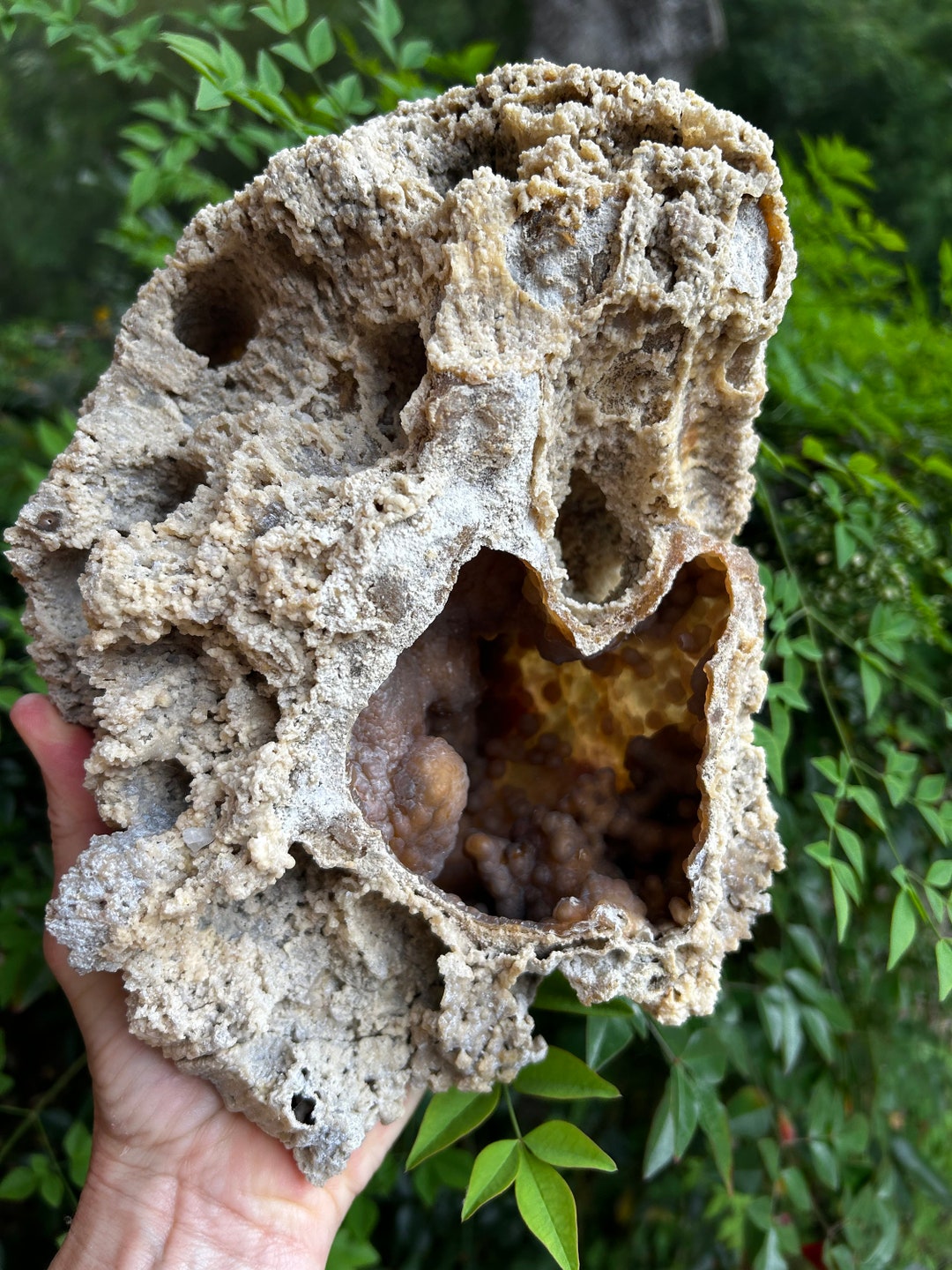 Unique Fossilized Coral Boring Clam Formation Cluster 4-27-4-24 - Etsy