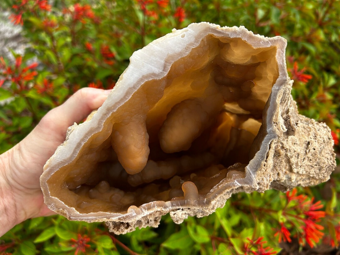 Agatized Coral Botryoidal/boring Clam Formations Geode 5-25-9-24 - Etsy