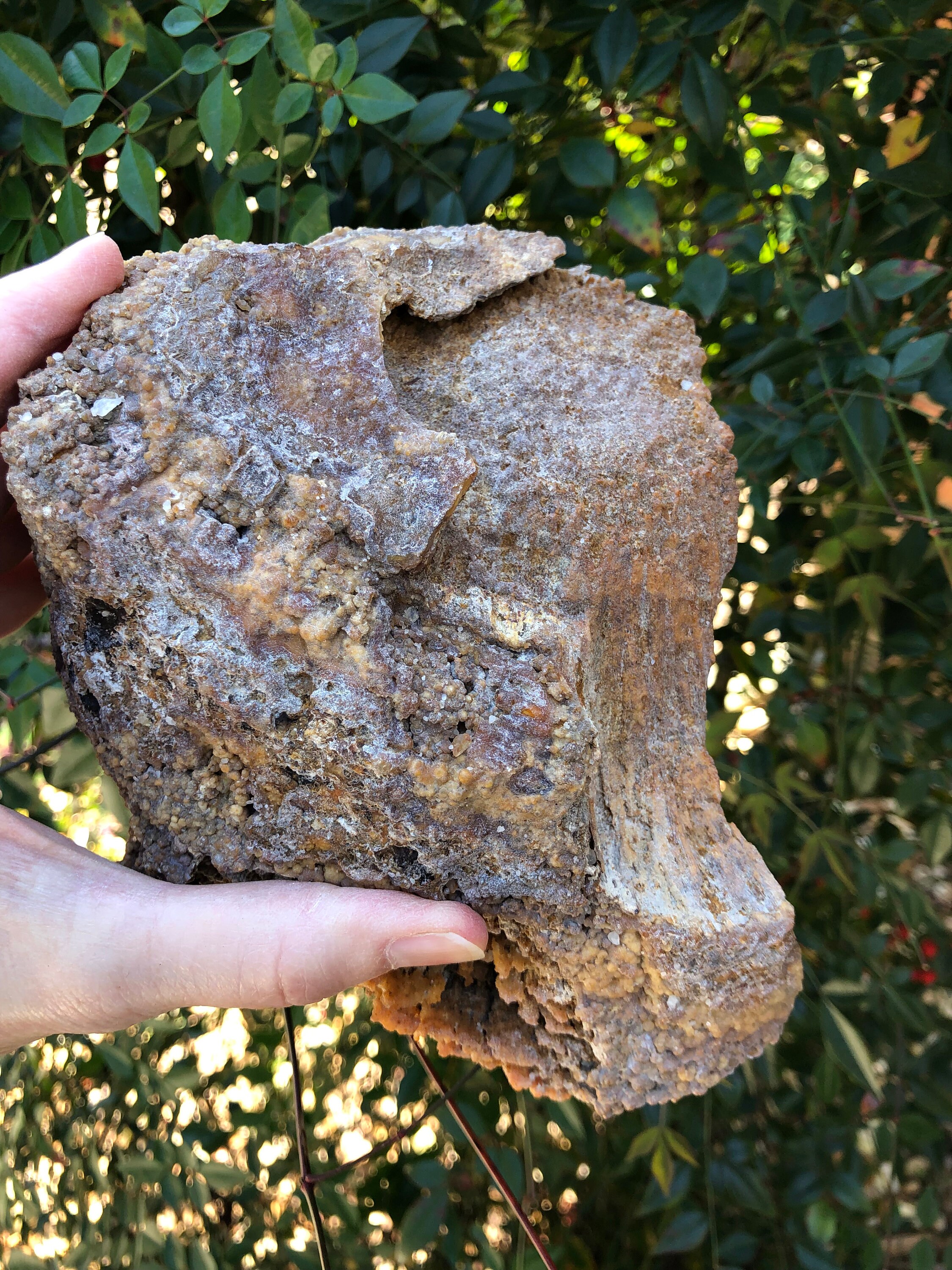 Amazing Agatized Coral Botryoidal Bowl 4-25-2-21 Home & Living Home ...