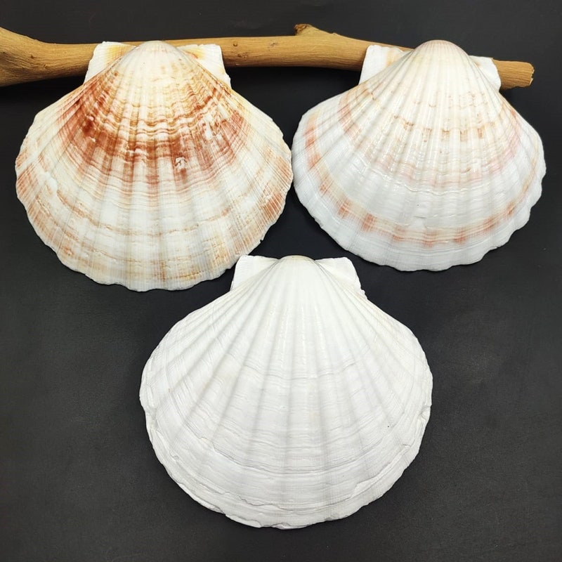 Large Shells - Etsy