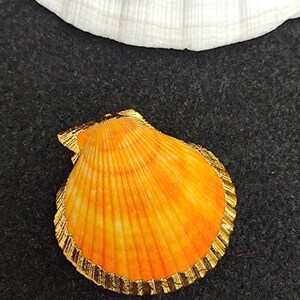 Real Scallop Seashell 18k Gold Fill Electroplated Pendant Irish Baking ...