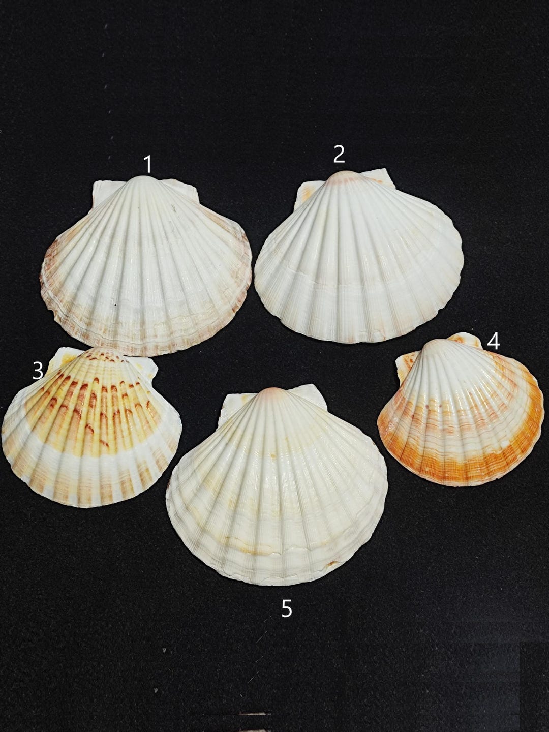 1 Extra Large Real Scallop Seashell Irish Baking Scallop Shells Pecten ...