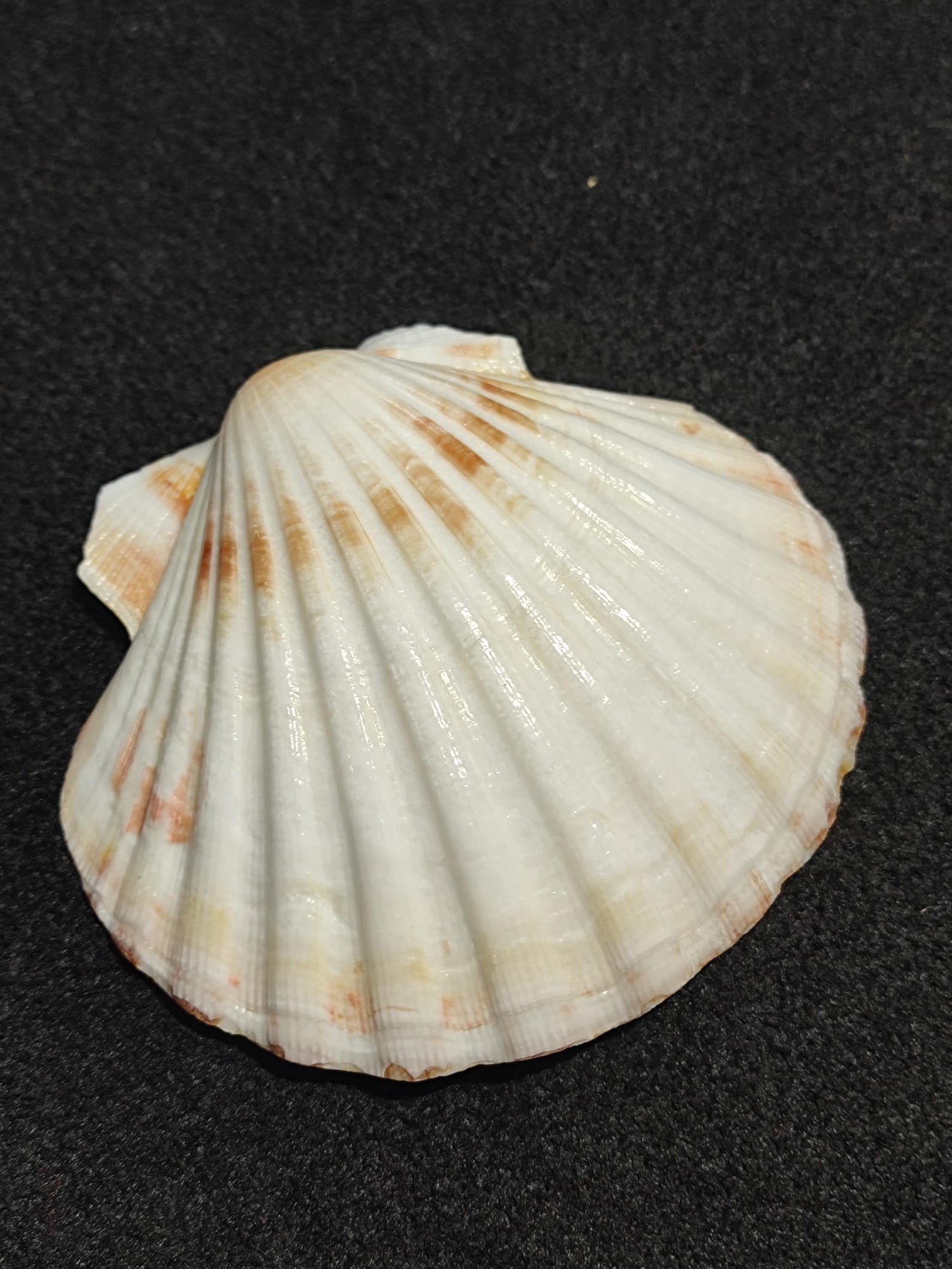Extra Large Scallop Seashell, Irish Baking Shell, Decor & Crafts - Etsy