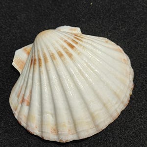 Extra Large Scallop Seashell, Irish Baking Shell, Decor & Crafts - Etsy