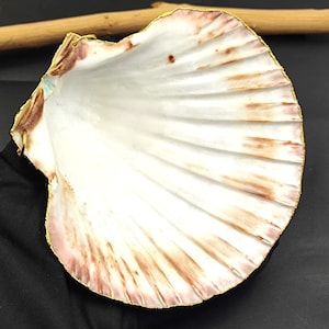 Real Scallop Seashell 18k Gold Fill Electroplated Pendant Irish Baking ...