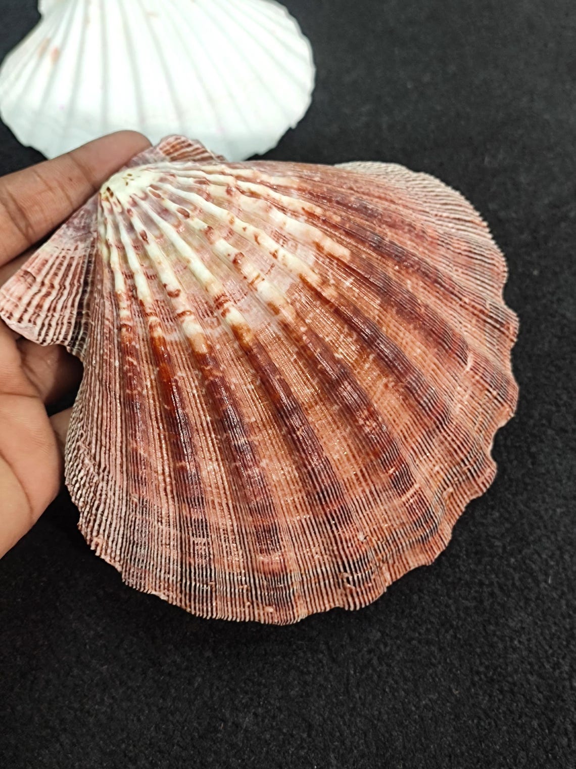 Extra Large Lion's Paw Scallop Shell, Pecten Subnodosus (5 Inch) - Etsy