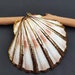 Gold Filled Scallop Shell Pendant, Extra Large Genuine Seashell - Etsy