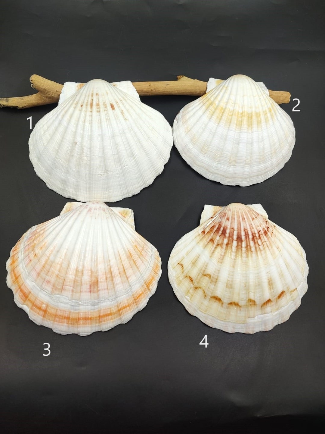 1 Extra Large Real Scallop Seashell Irish Baking Scallop Shells Pecten ...