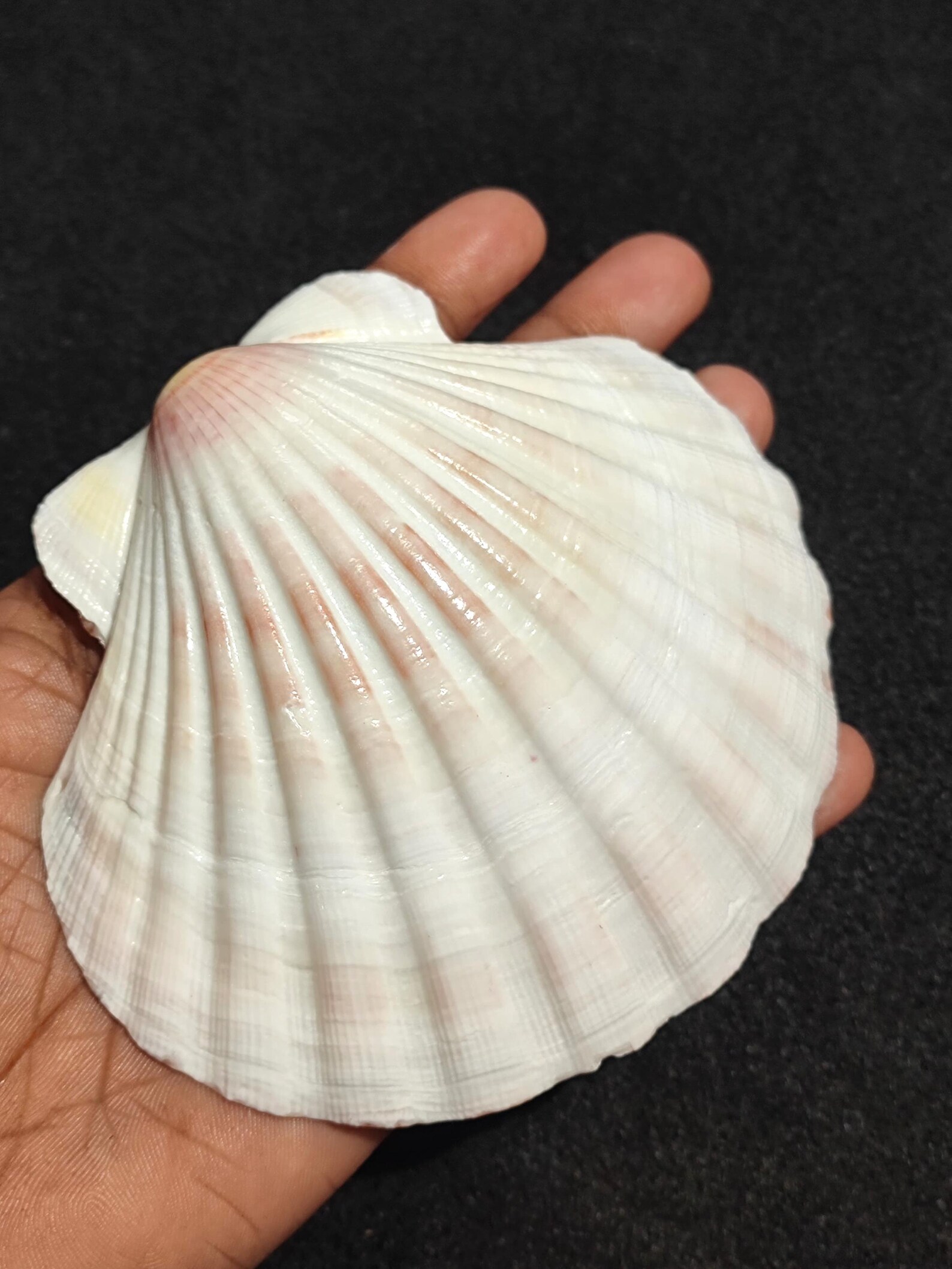 Extra Large Scallop Seashell, Irish Baking Shell, Decor & Crafts - Etsy