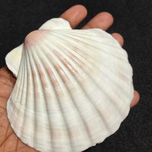 Extra Large Scallop Seashell, Irish Baking Shell, Decor & Crafts - Etsy