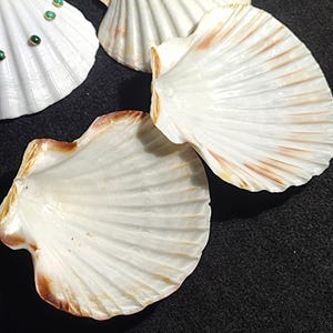 1 Extra Large Real Scallop Seashell Irish Baking Scallop Shells Pecten ...